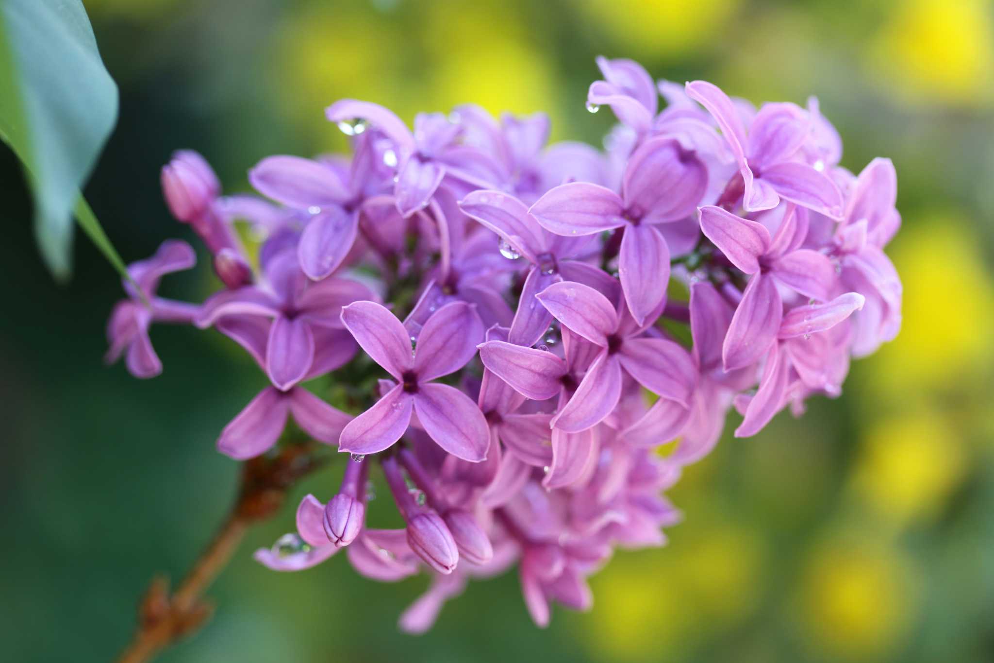 How to Grow Lilacs From Seeds