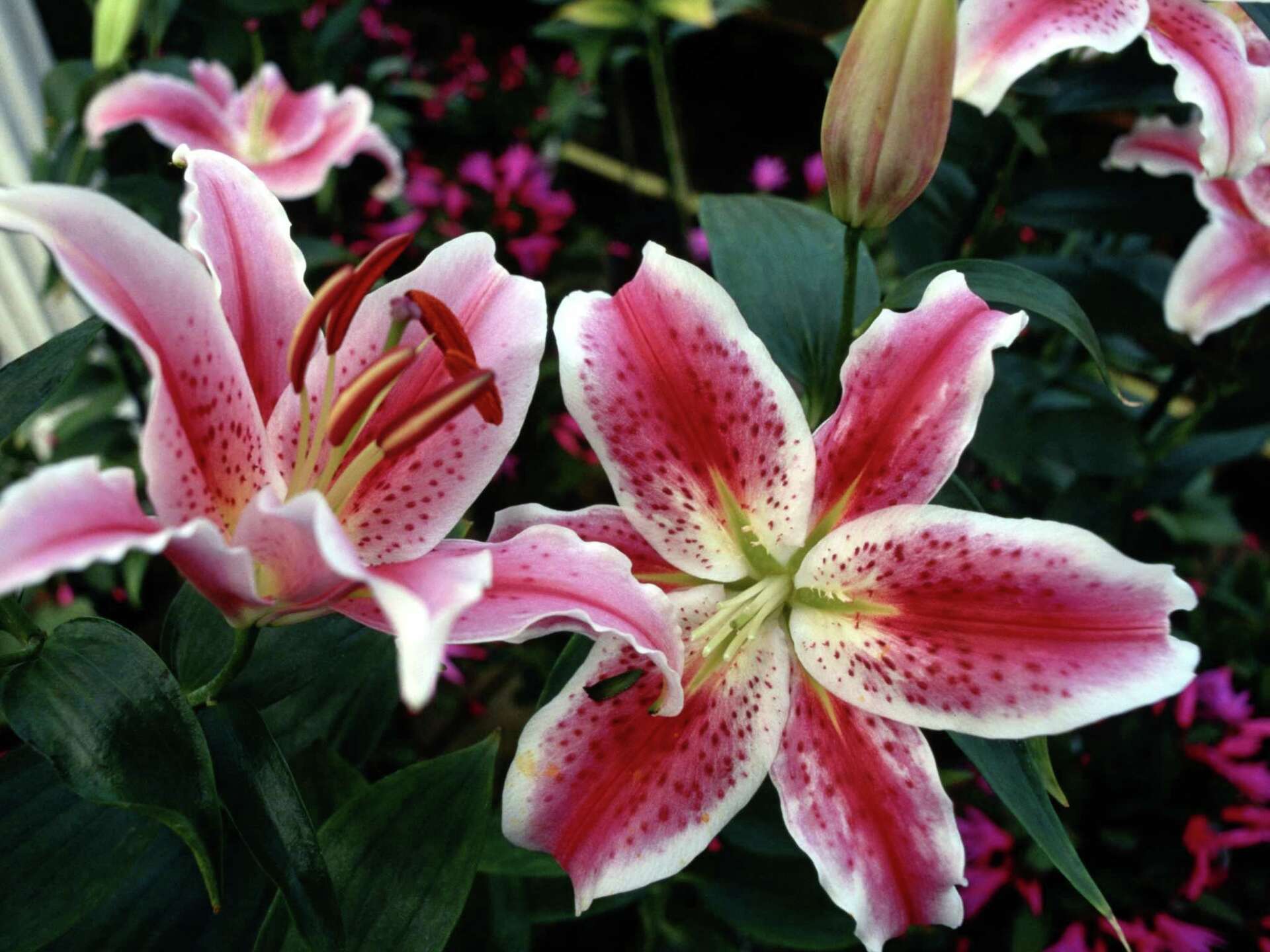 How to Grow Lilies in a Container