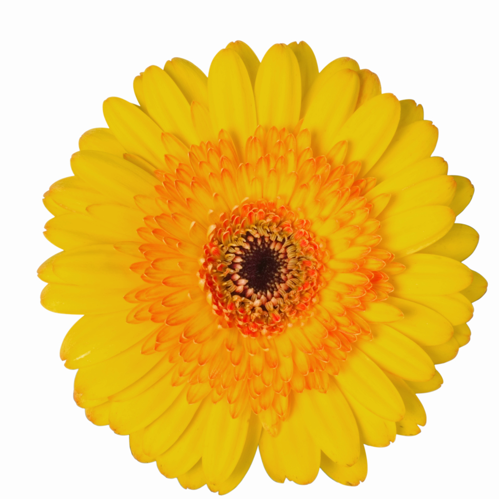 How to Grow the Lollipop Variety of Gerbera Daisies
