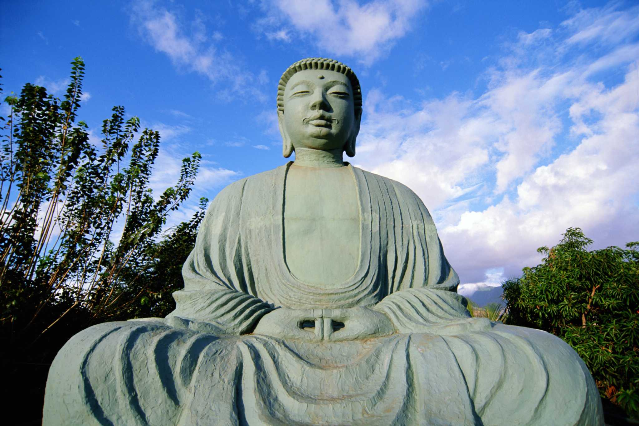 How to Care for a Podocarpus Bush or Tree & How Often to Water It