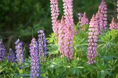 How to Grow Lupines From Cuttings