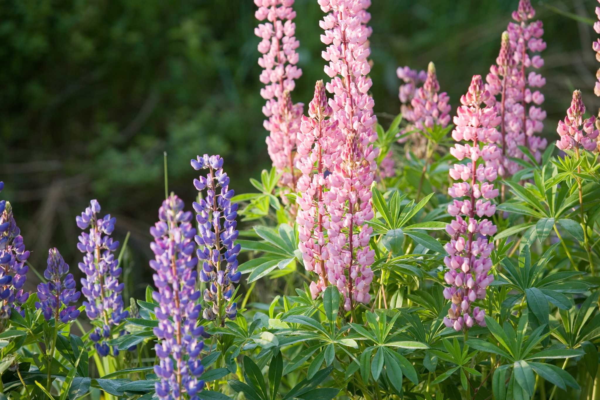 How to Grow Lupines From Cuttings