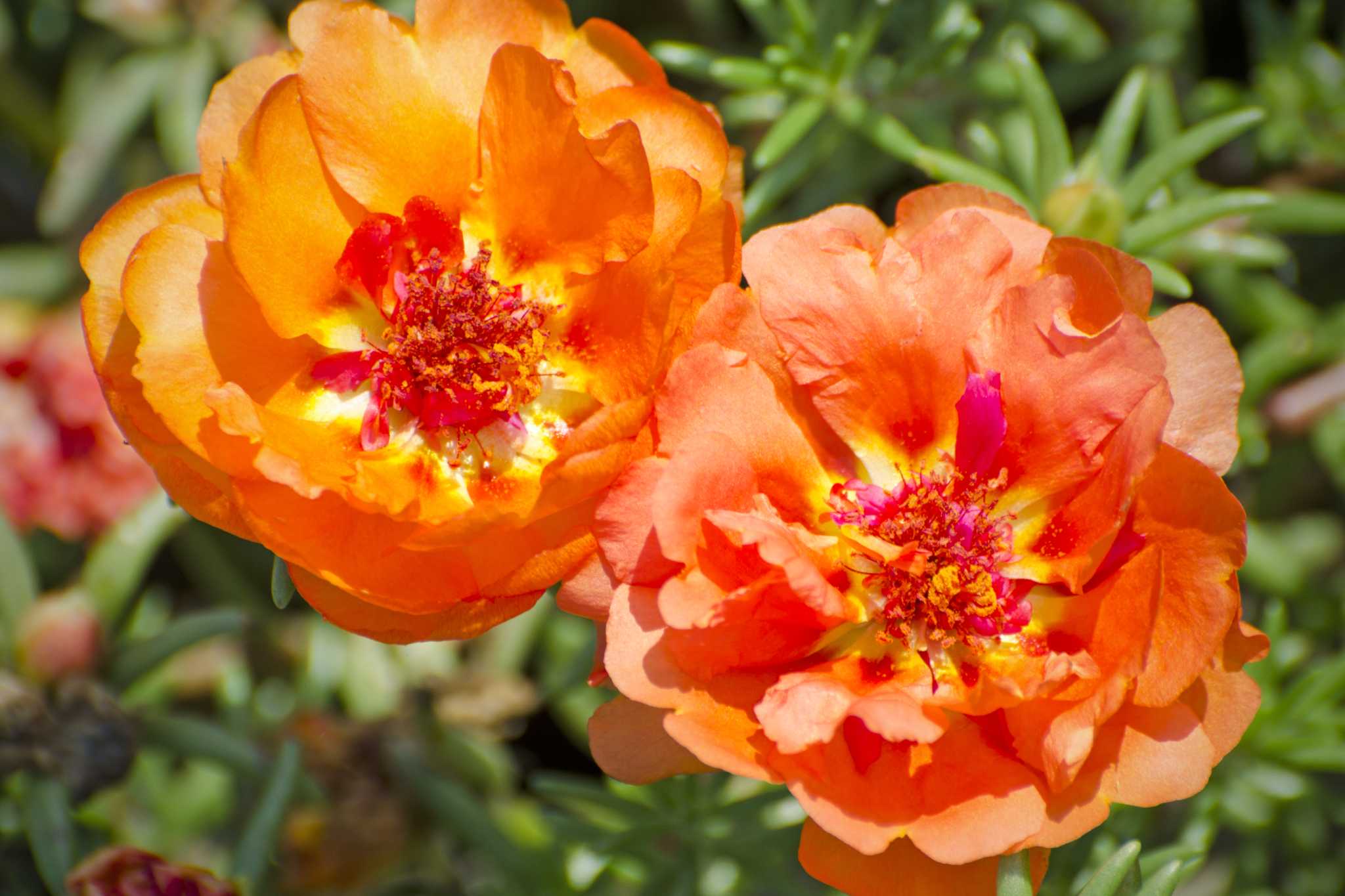 portulaca lava