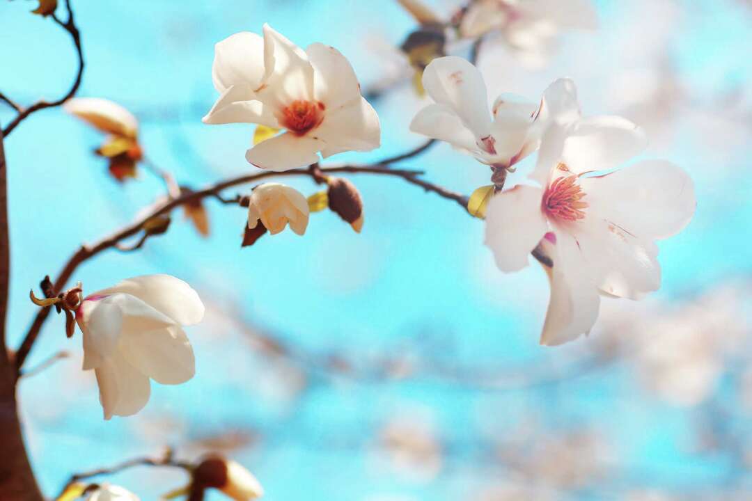 How to Grow a Magnolia Tree From a Cutting