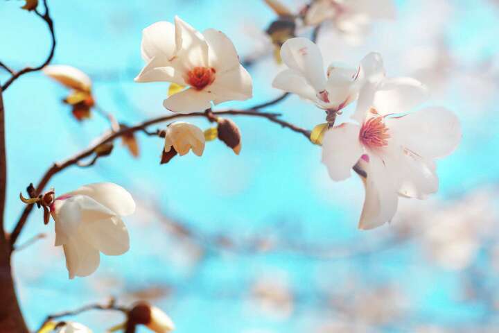 How to Grow a Magnolia Tree From a Cutting