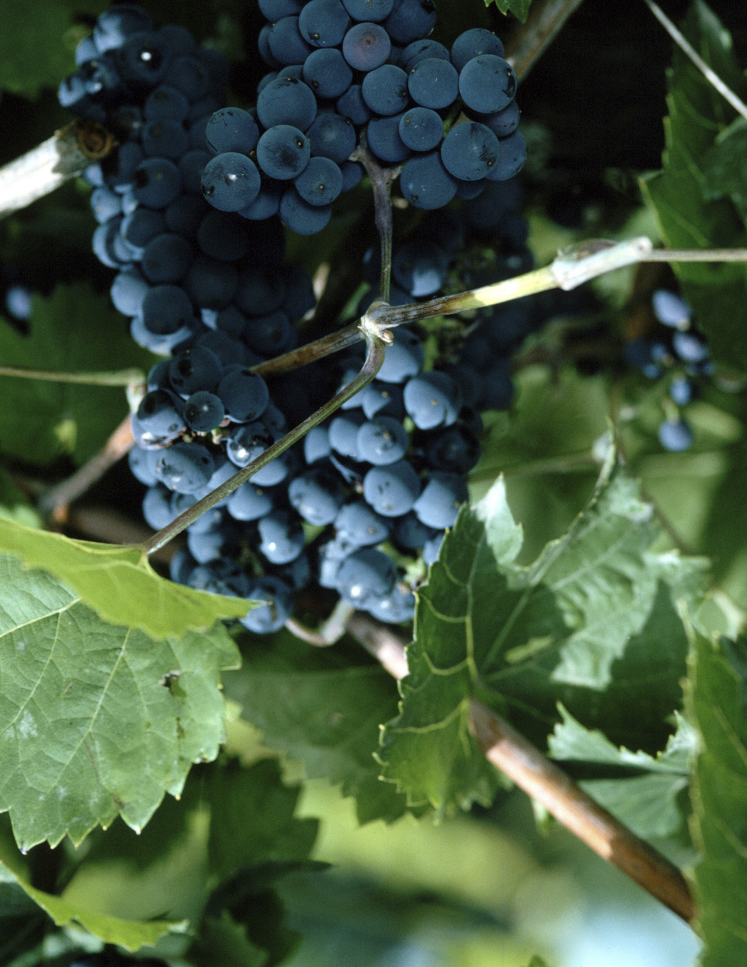 What is the Step-by-Step Procedure of Rooting Blueberry Plants?