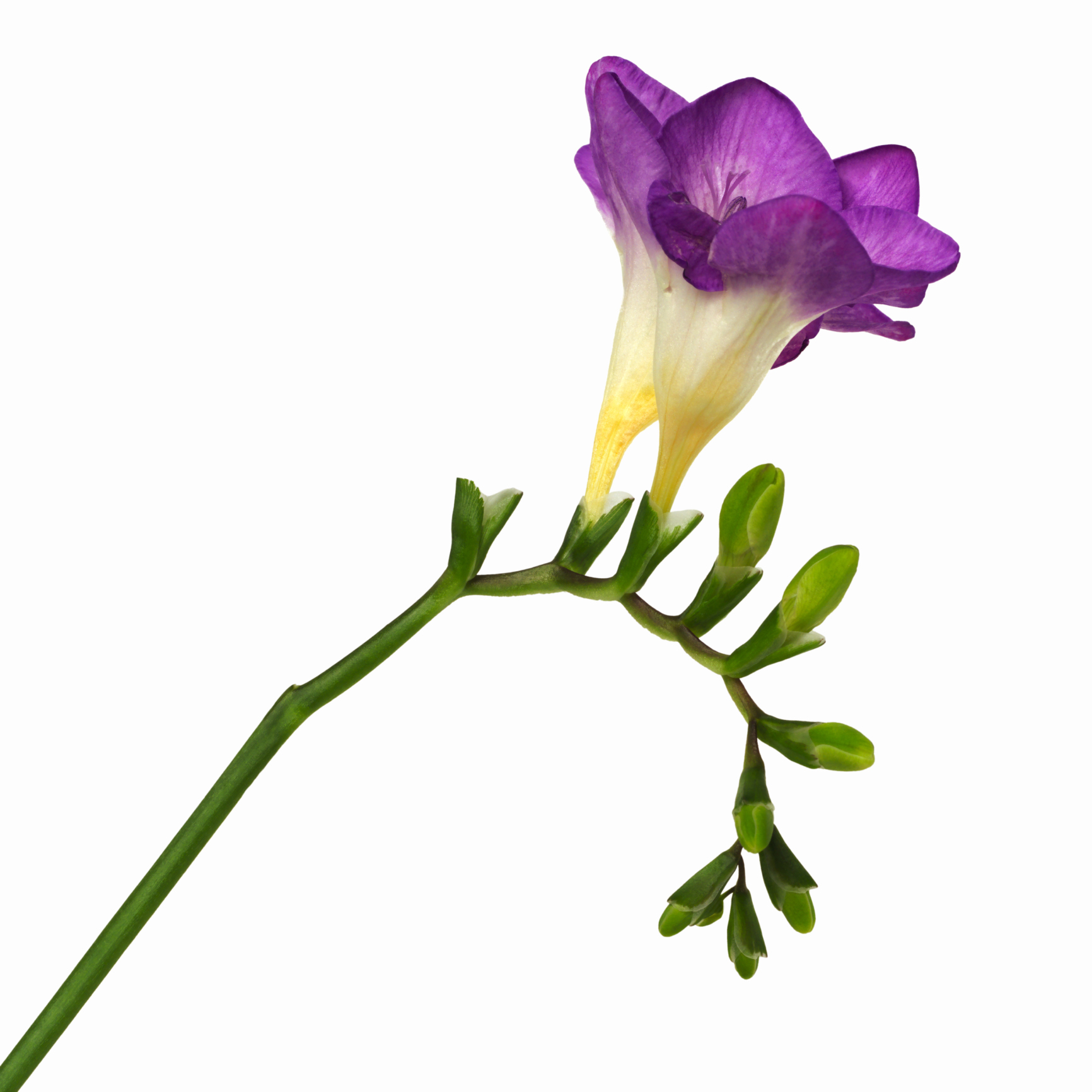 How to Care for a Potted Freesia After Blooming