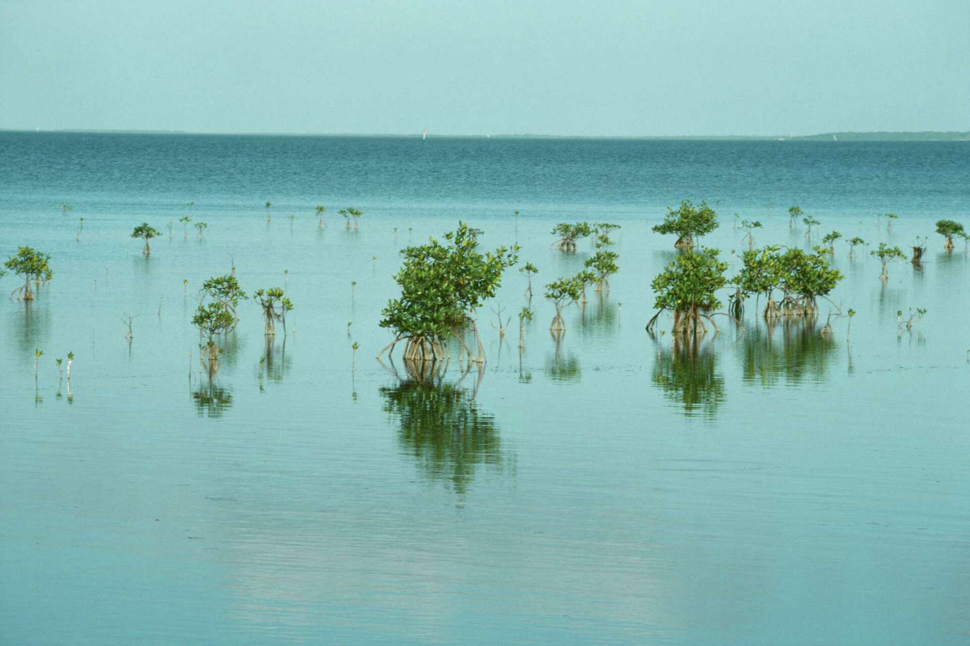 How to Care for a Potted Mangrove