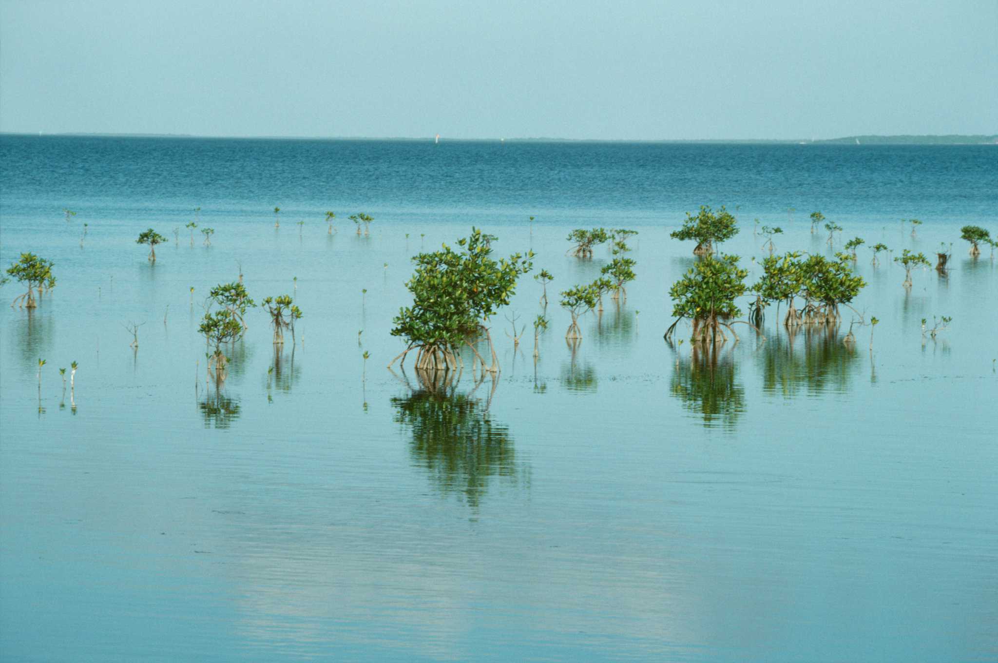 How to Care for a Potted Mangrove
