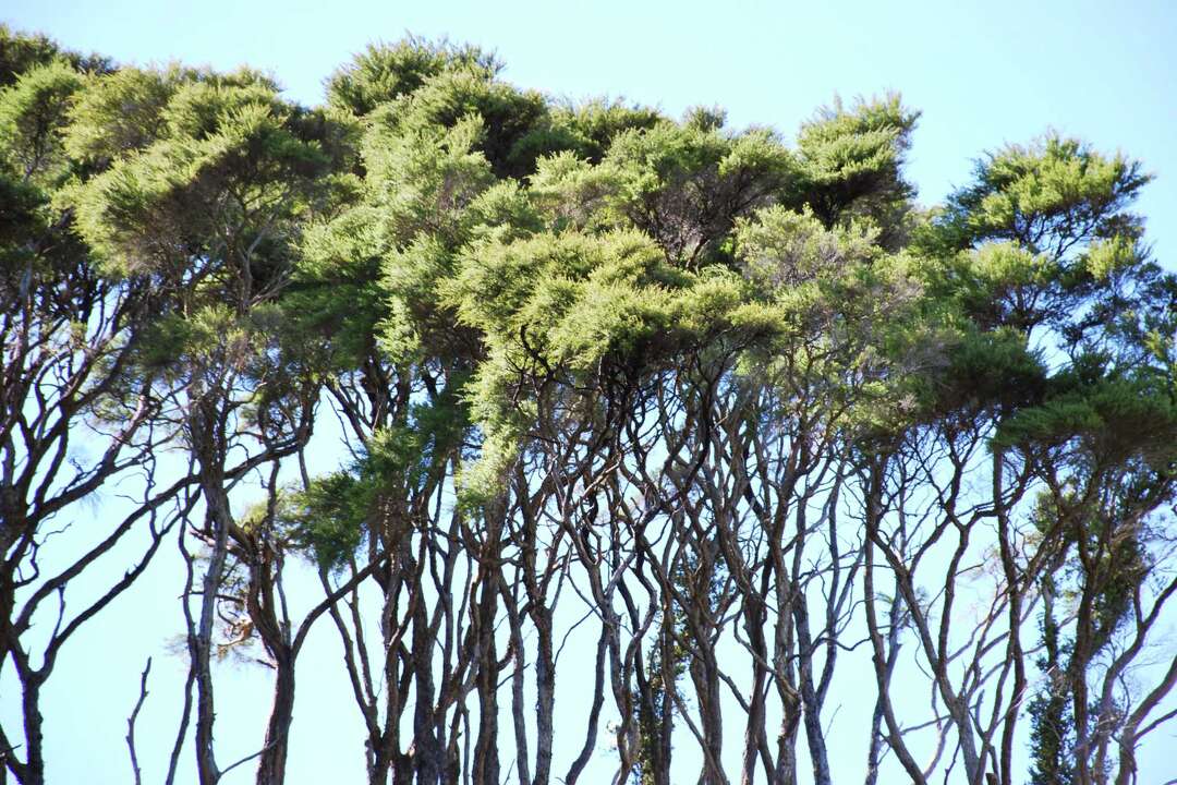 How to Grow a Manuka Tree