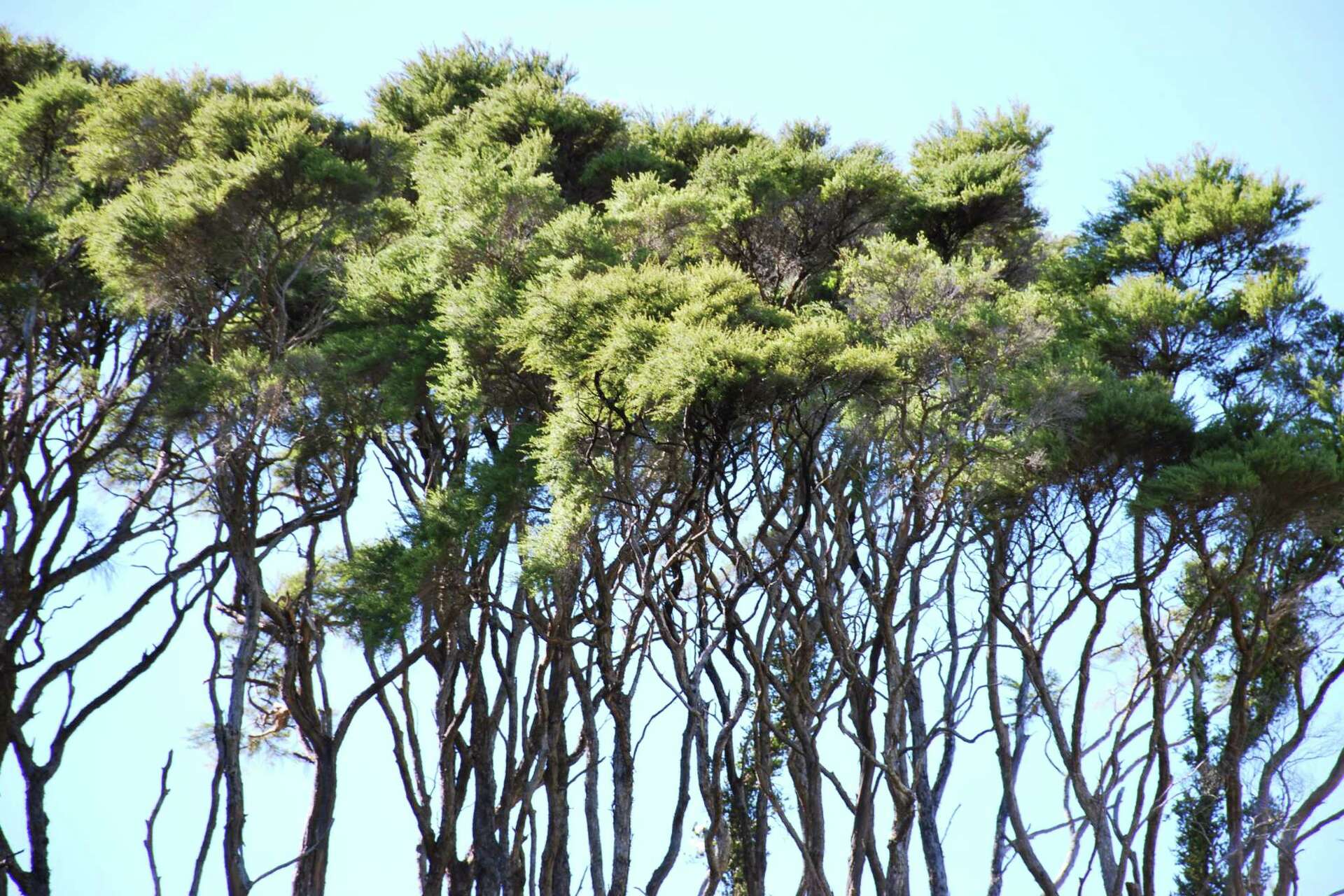 How to Grow a Manuka Tree