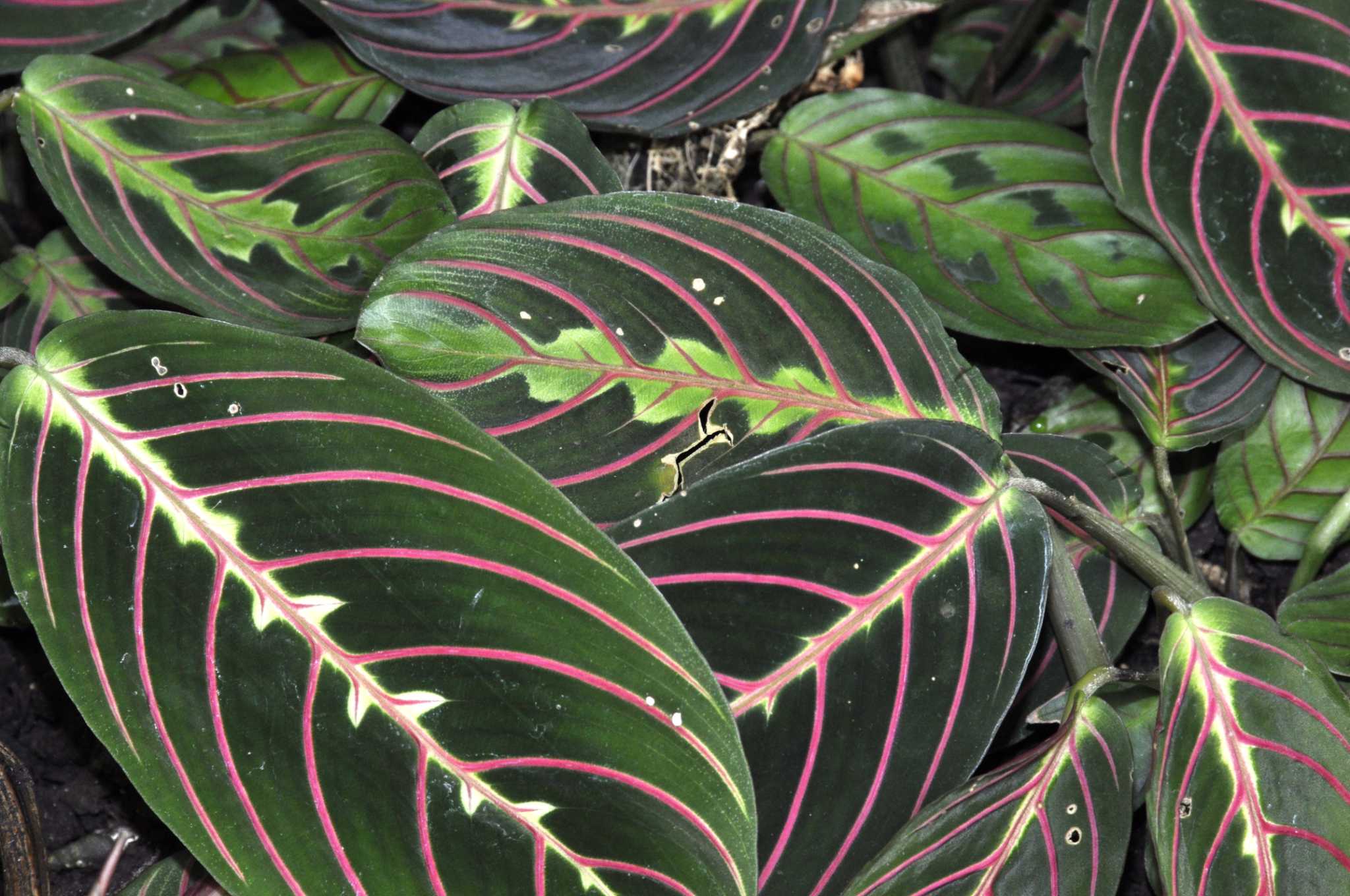 How to Care for a Prayer Plant in the Home