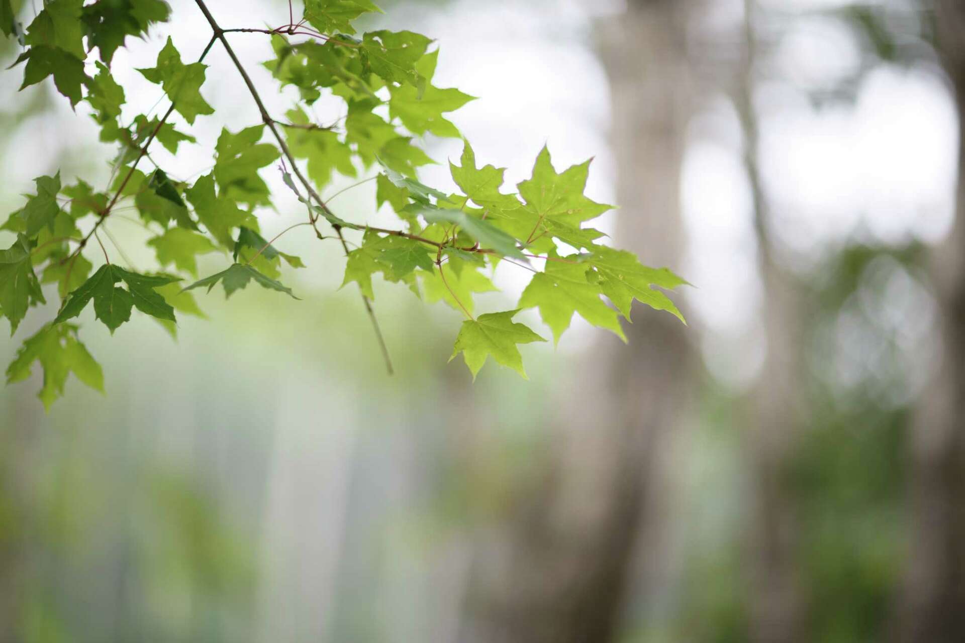 How to Grow Maple Tree Cuttings