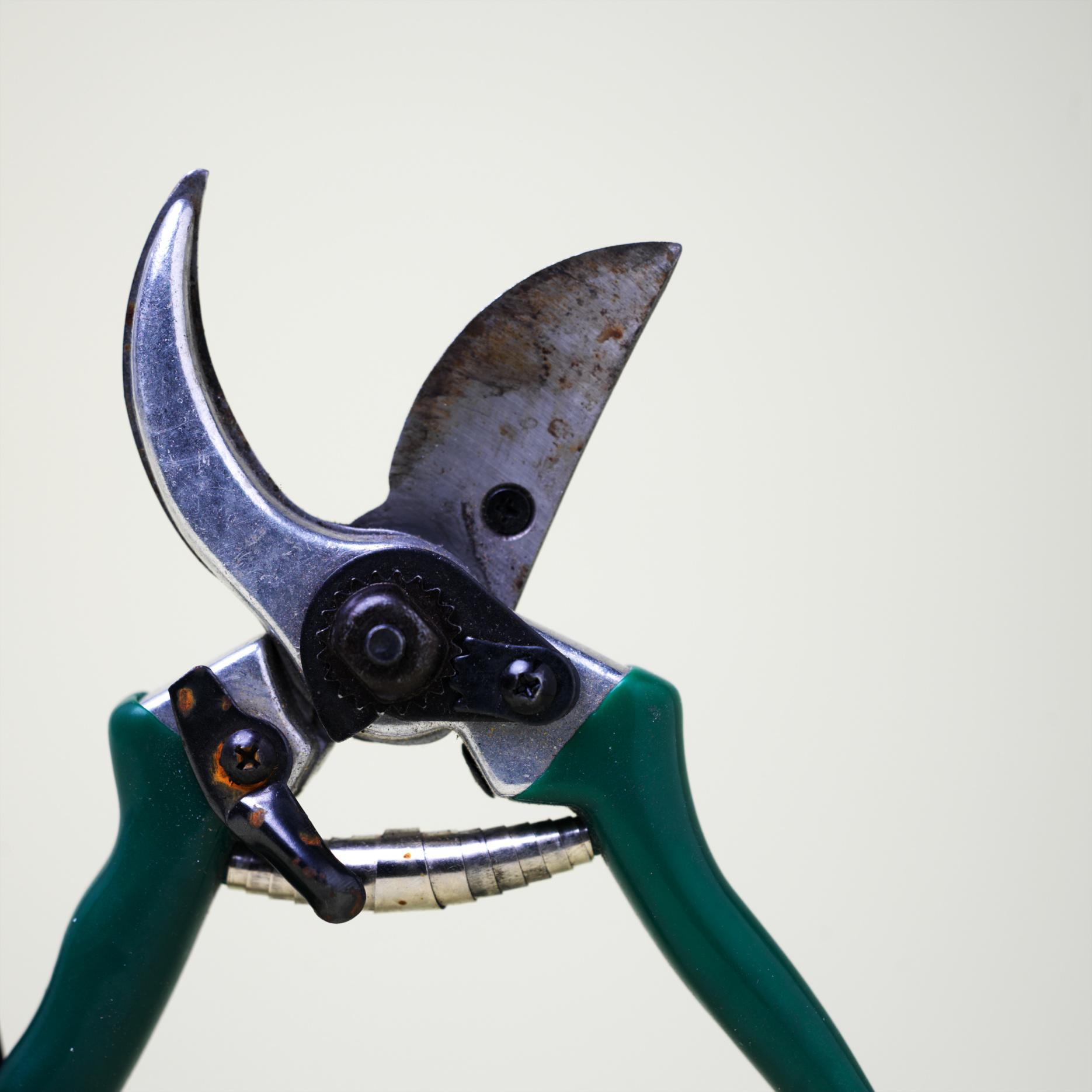 How to Make Cuttings From Pentas