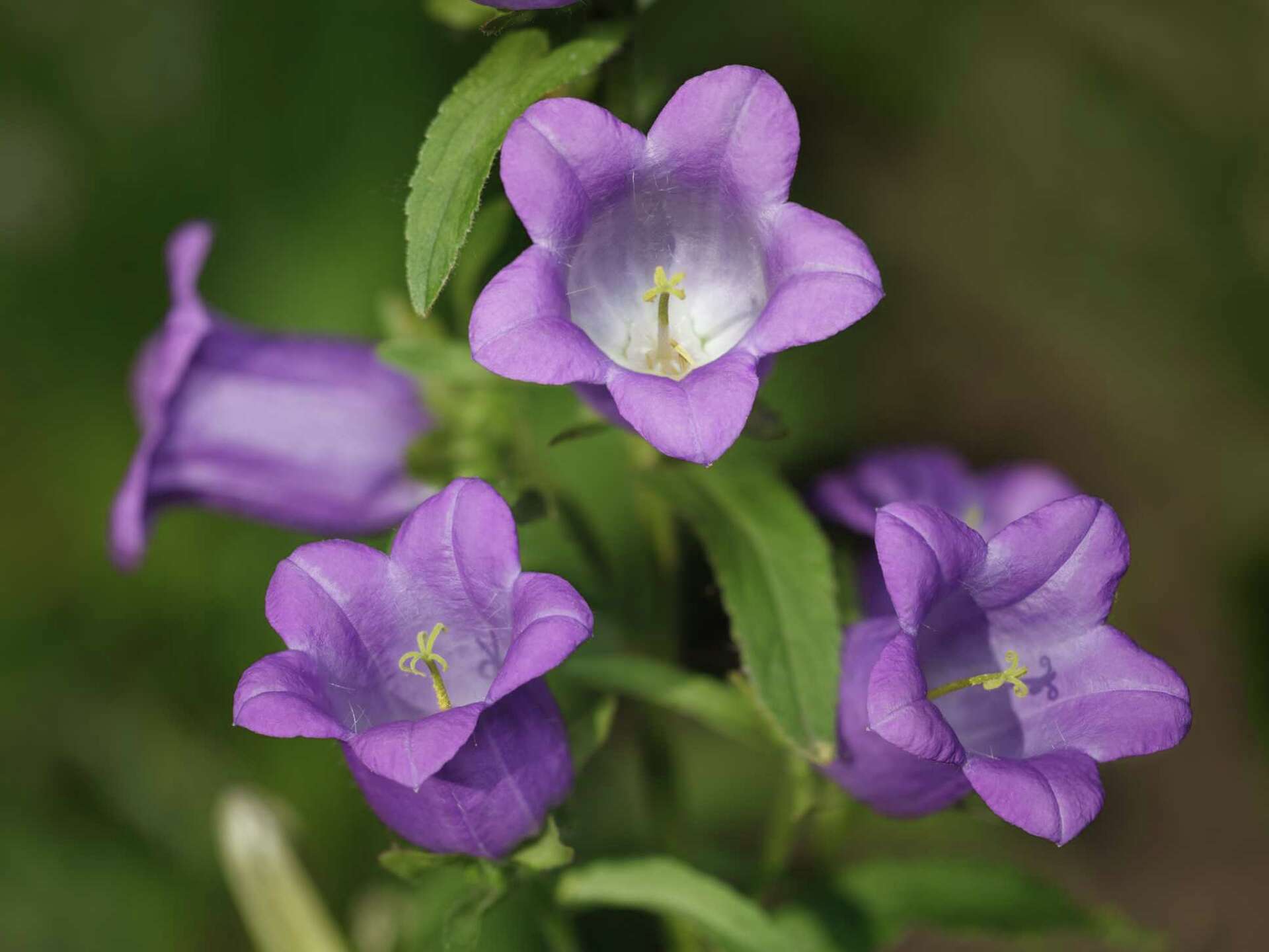 How to Care for Purple Campanula