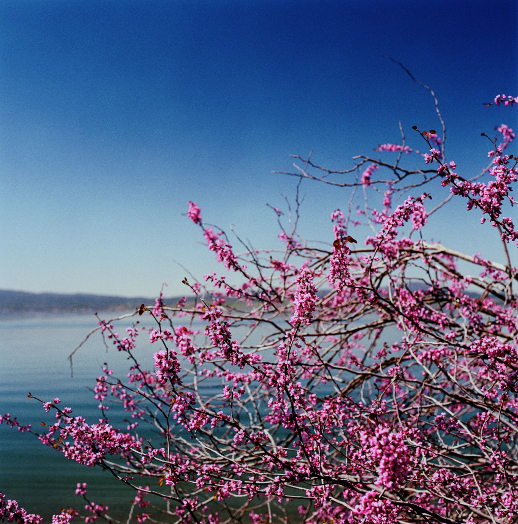 How to Care for a Redbud Tree