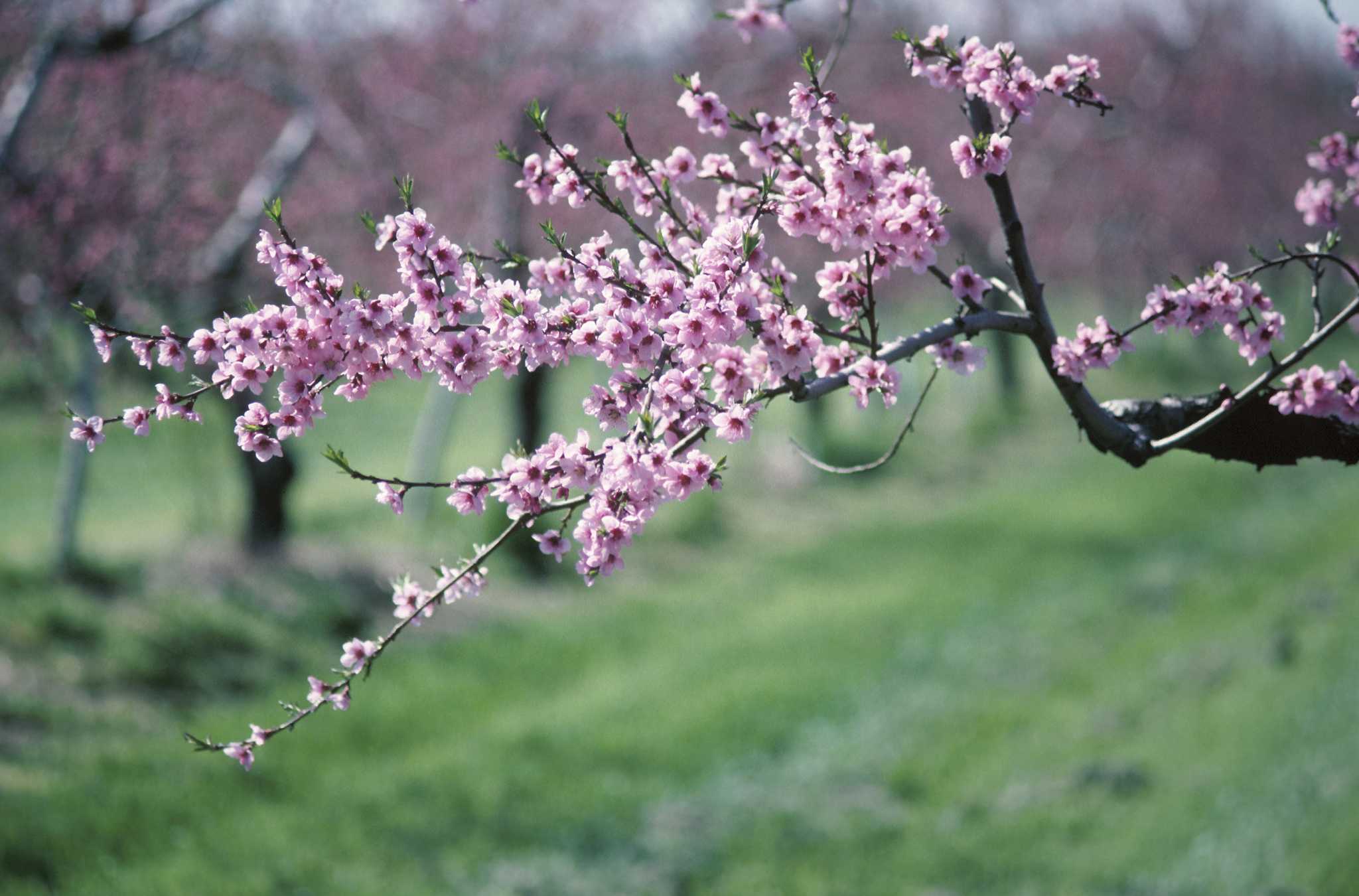 How to Care for a Red Haven Peach Tree