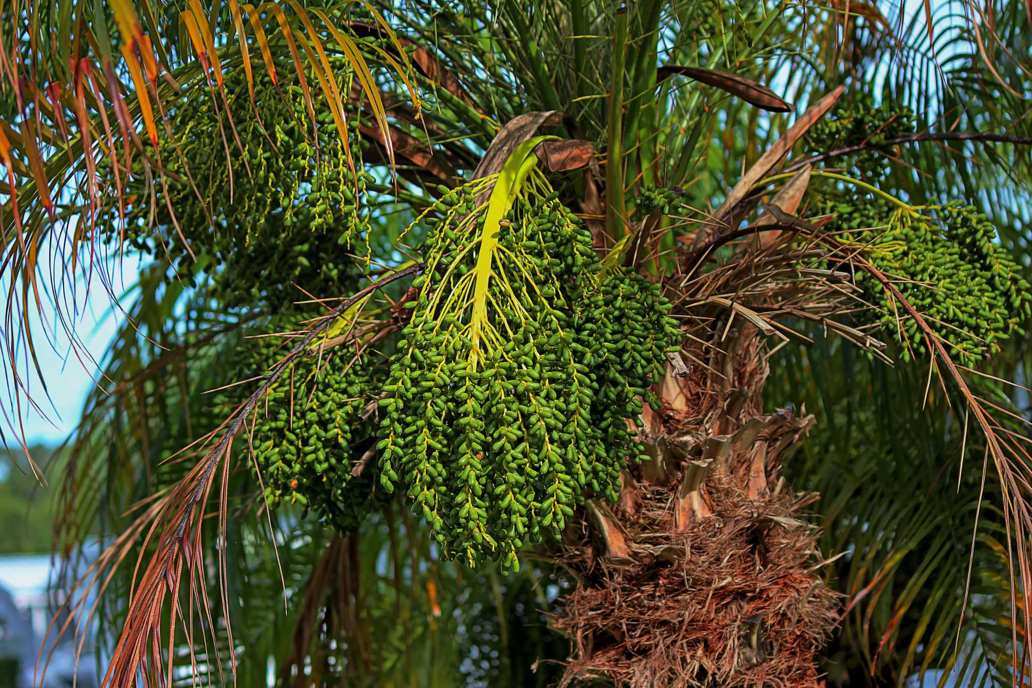 How to Care for a Robellini Palm