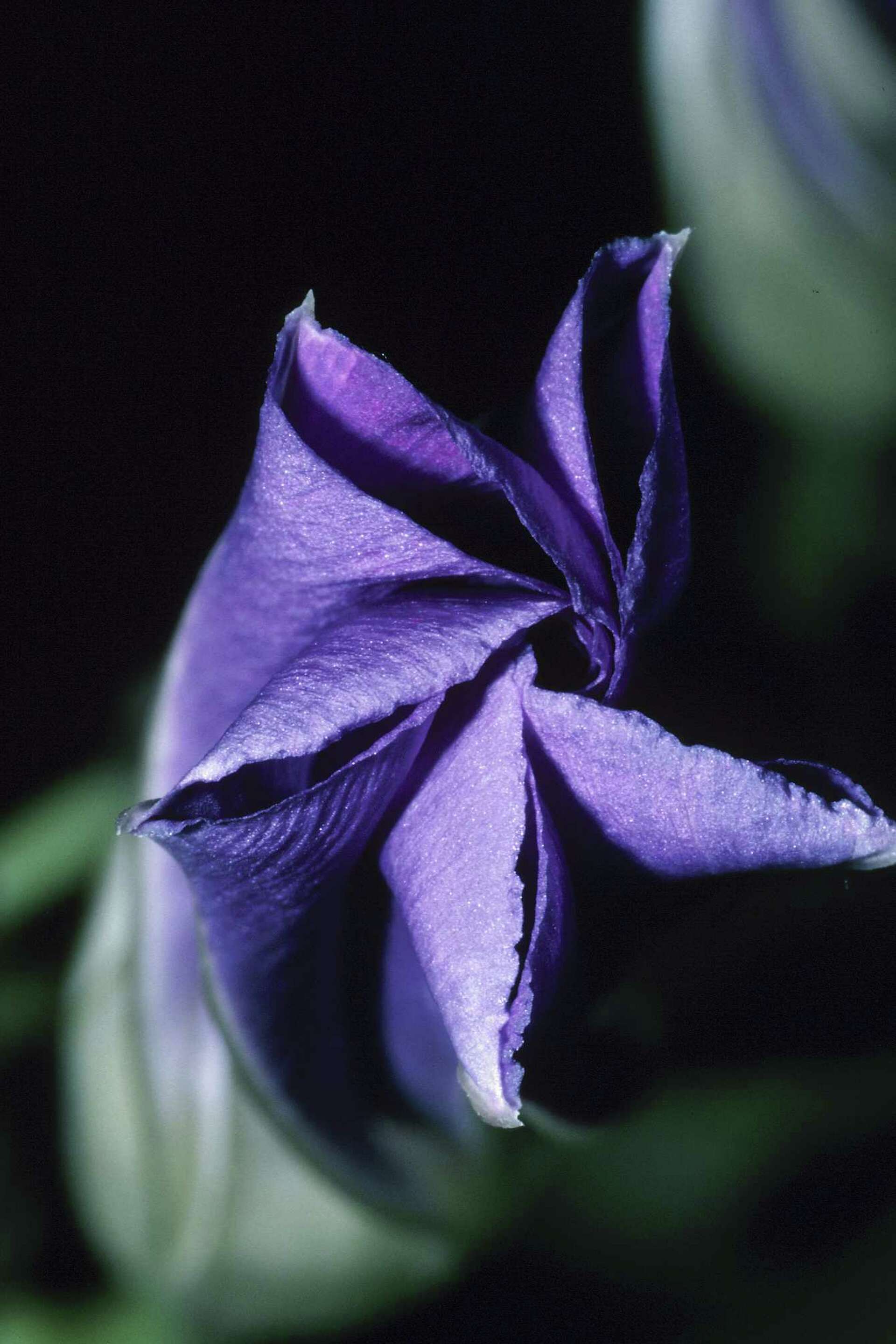 How to Grow Moonflower in Hanging Baskets