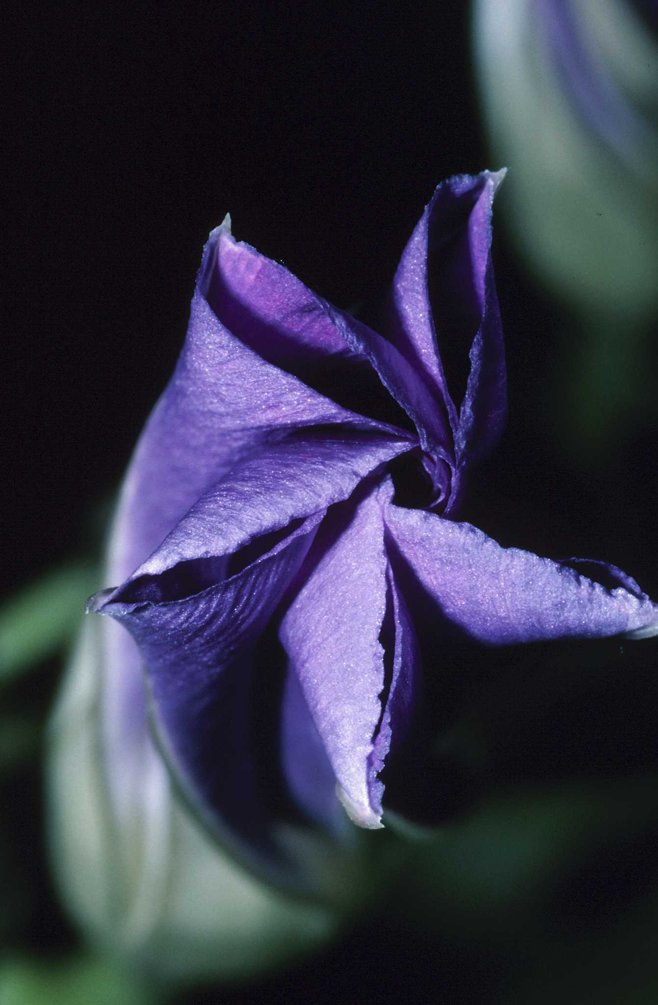 How to Grow Moonflower in Hanging Baskets