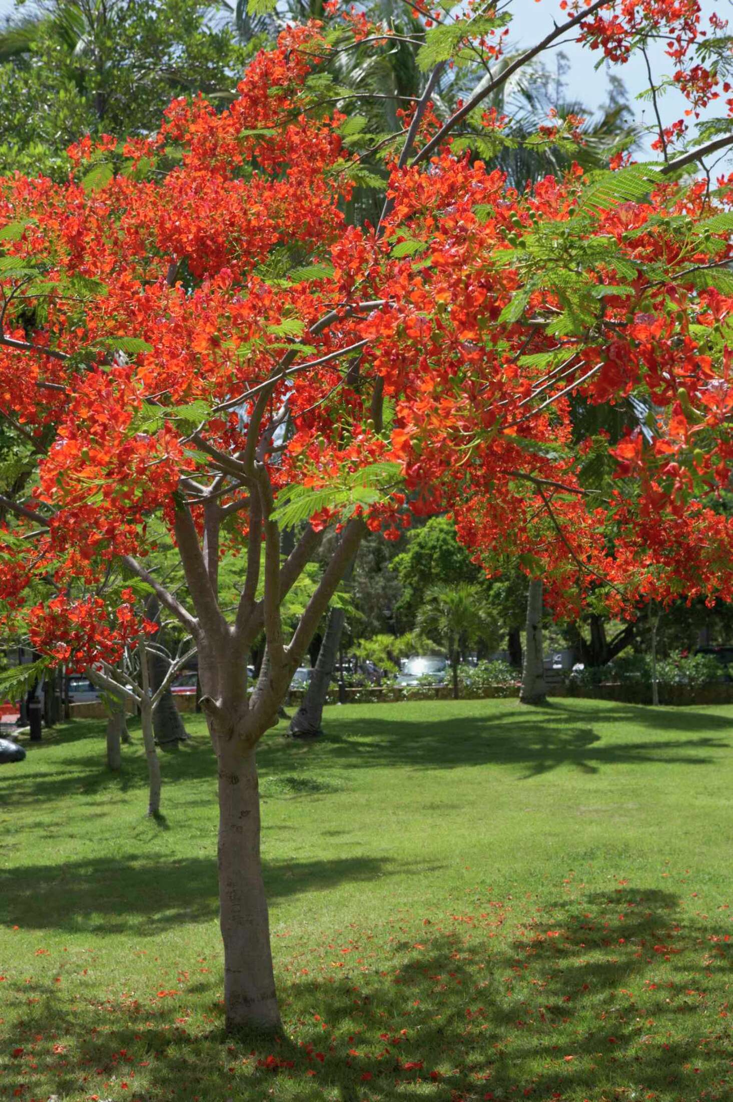 Planting Instructions for Royal Poinciana