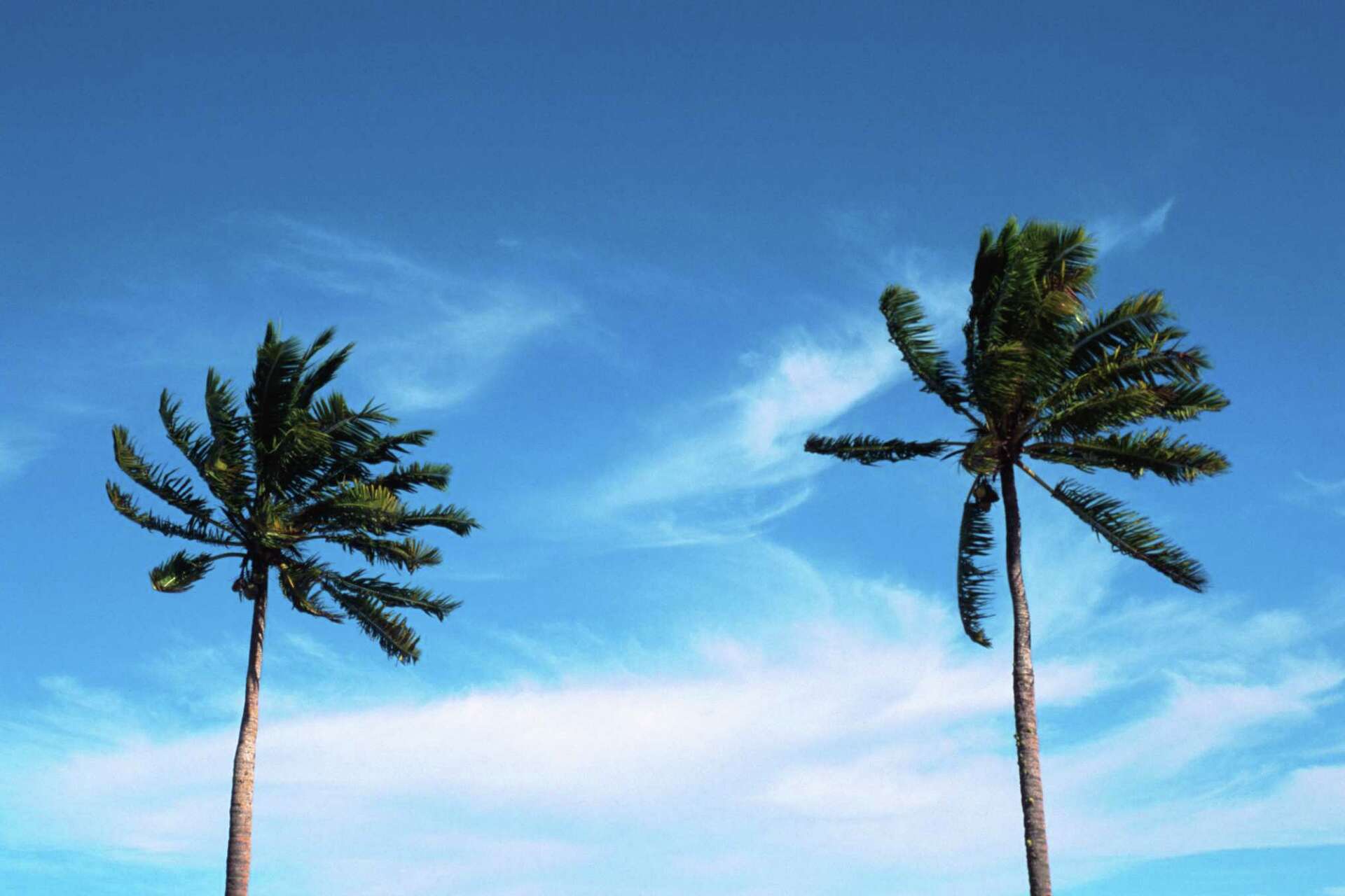 How to Care for a Sable Palm Tree