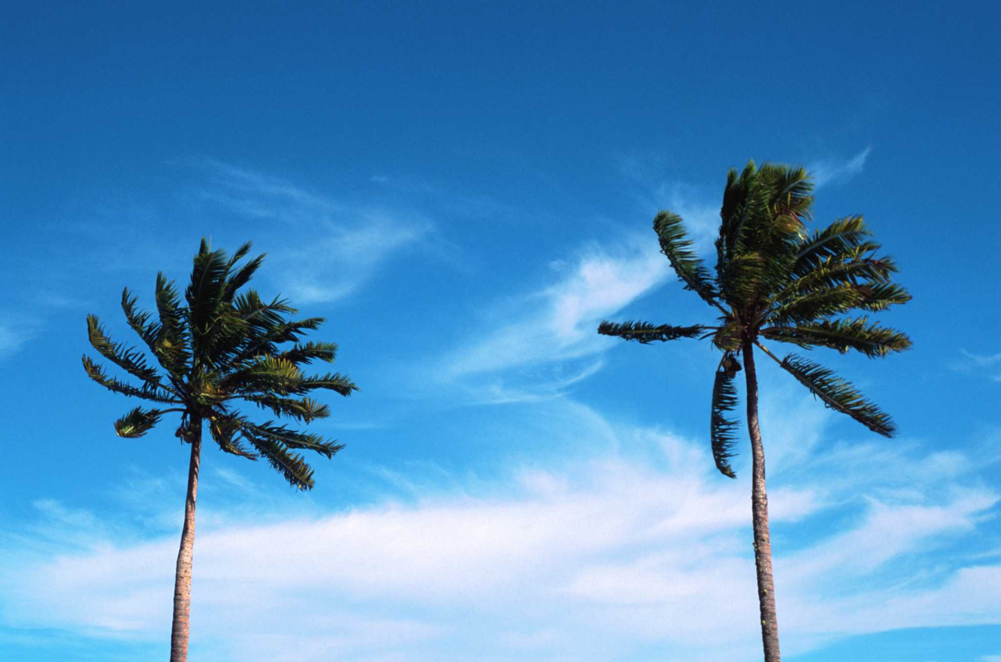 How to Care for a Sable Palm Tree