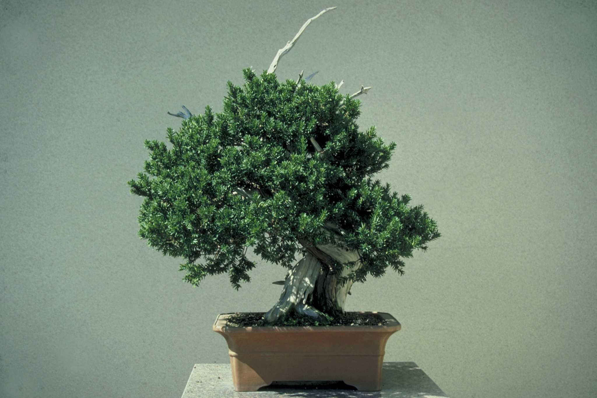 How to Grow a Moss Bonsai