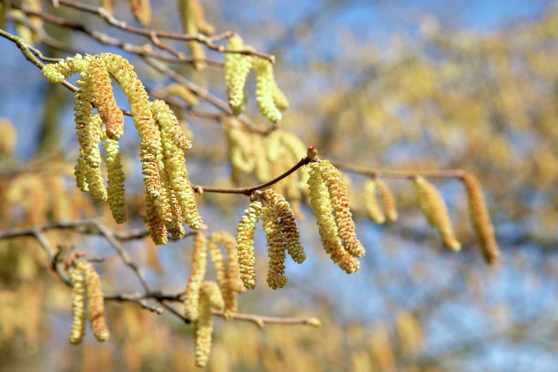 How to Grow Mountain Ash From Seed
