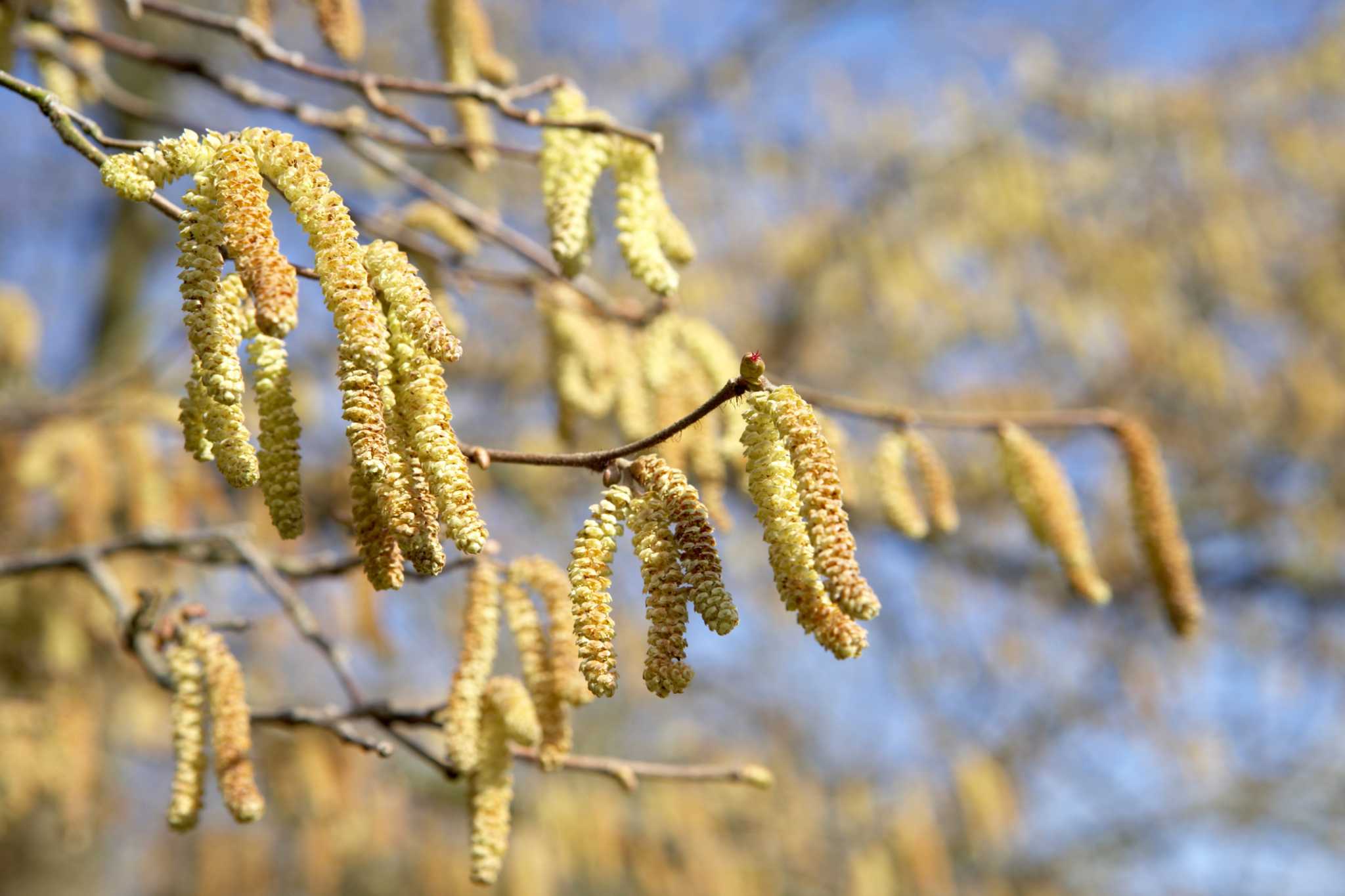 How to Grow Mountain Ash From Seed