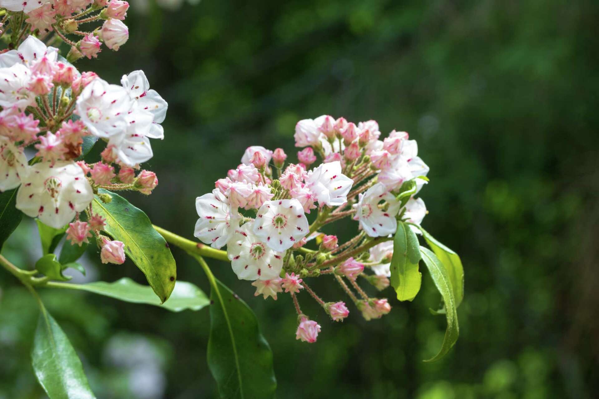 How to Grow Mountain Laurels From Seed