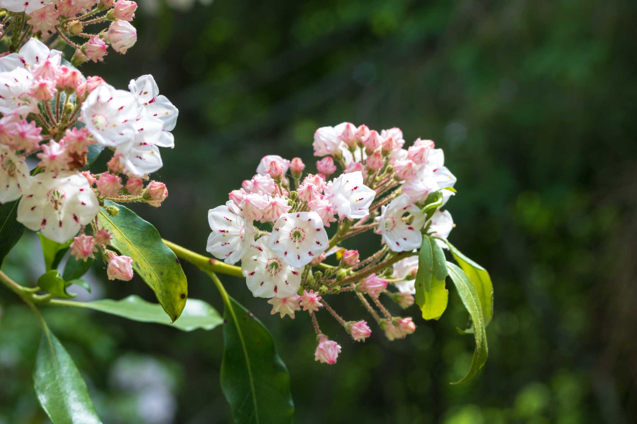 How to Grow Mountain Laurels From Seed