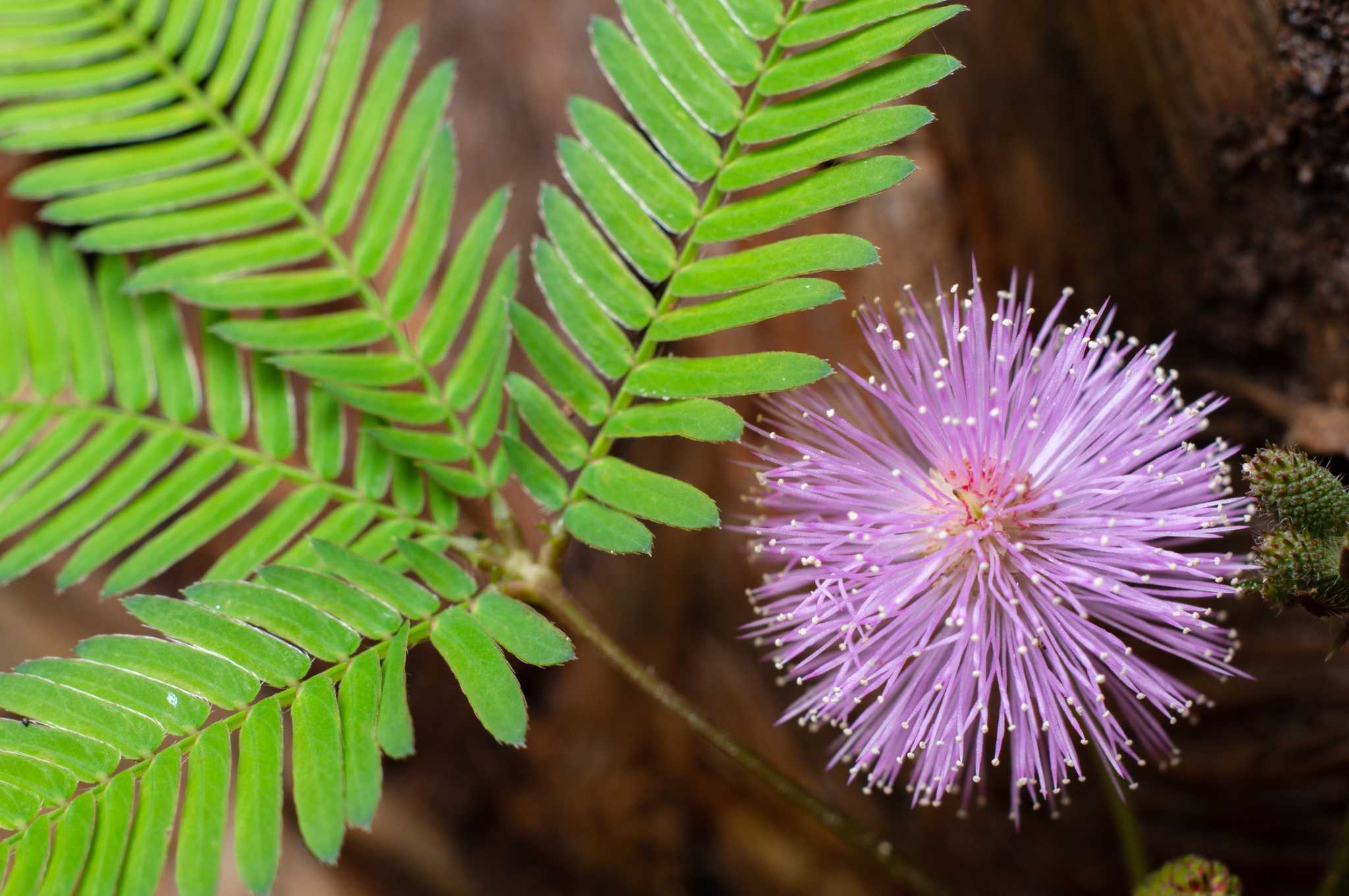 Mimosa Pudica Flower Uses | Best Flower Site