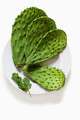 How to Plant Nopales