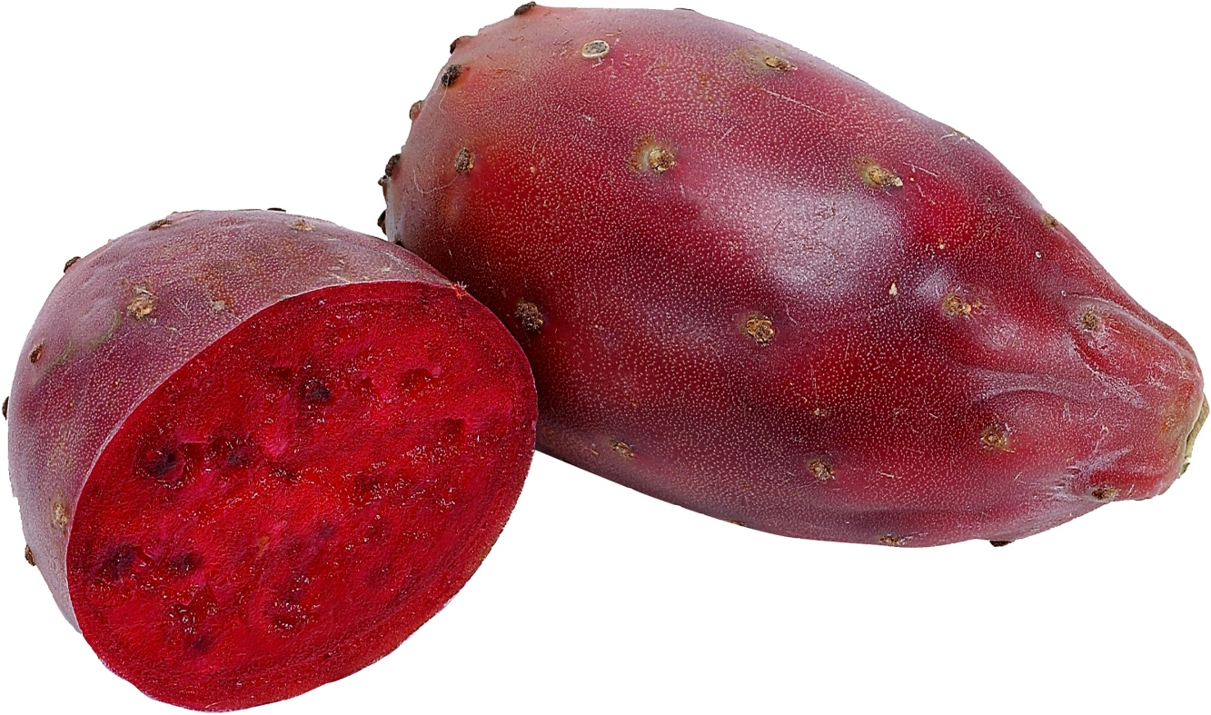 Scientific Name of a Prickly Pear