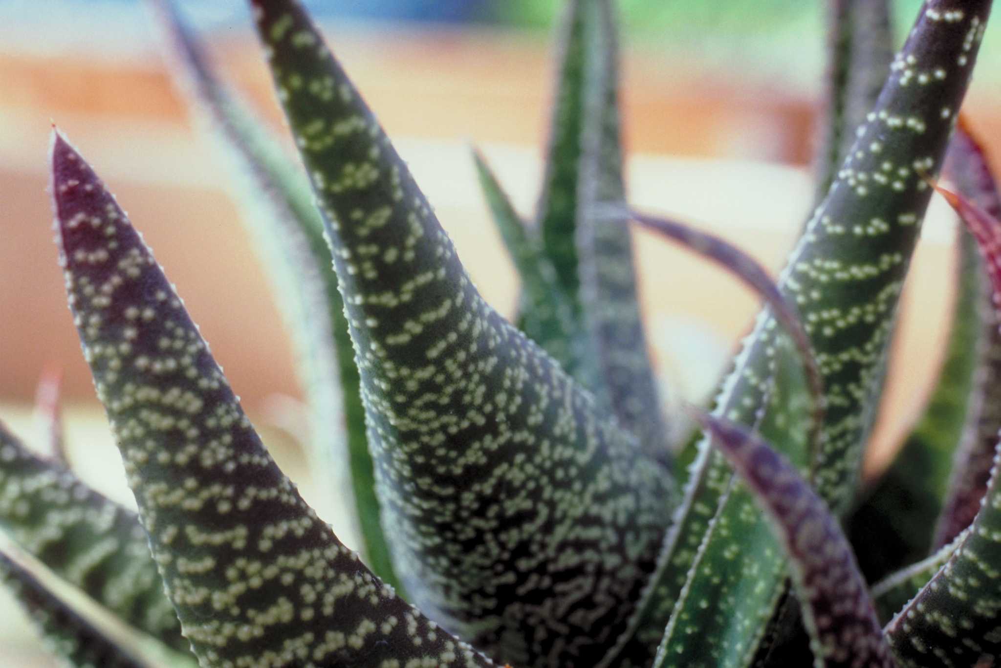 How to Care for Succulent Plants