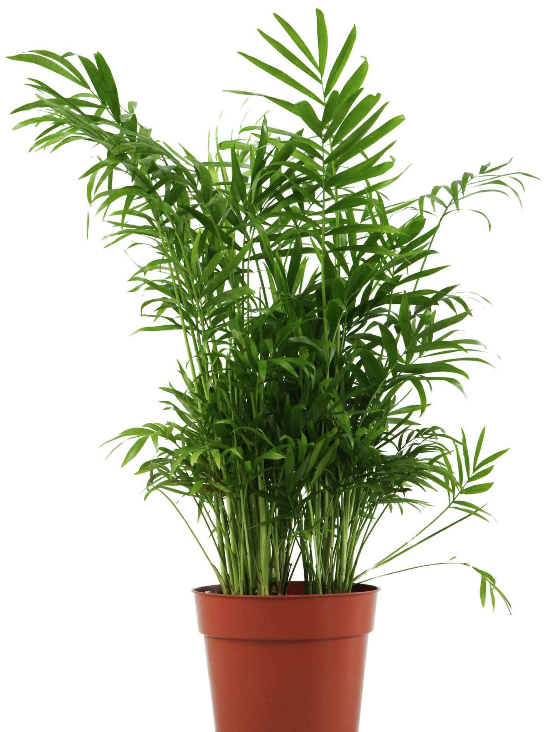 How to Care for a Tabletop Palm Plant