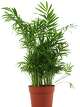 How to Care for a Tabletop Palm Plant