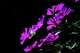 How to Care for a Tibouchina Plant