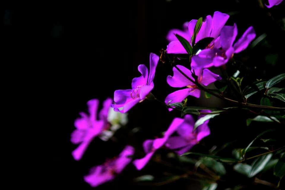 How to Care for a Tibouchina Plant