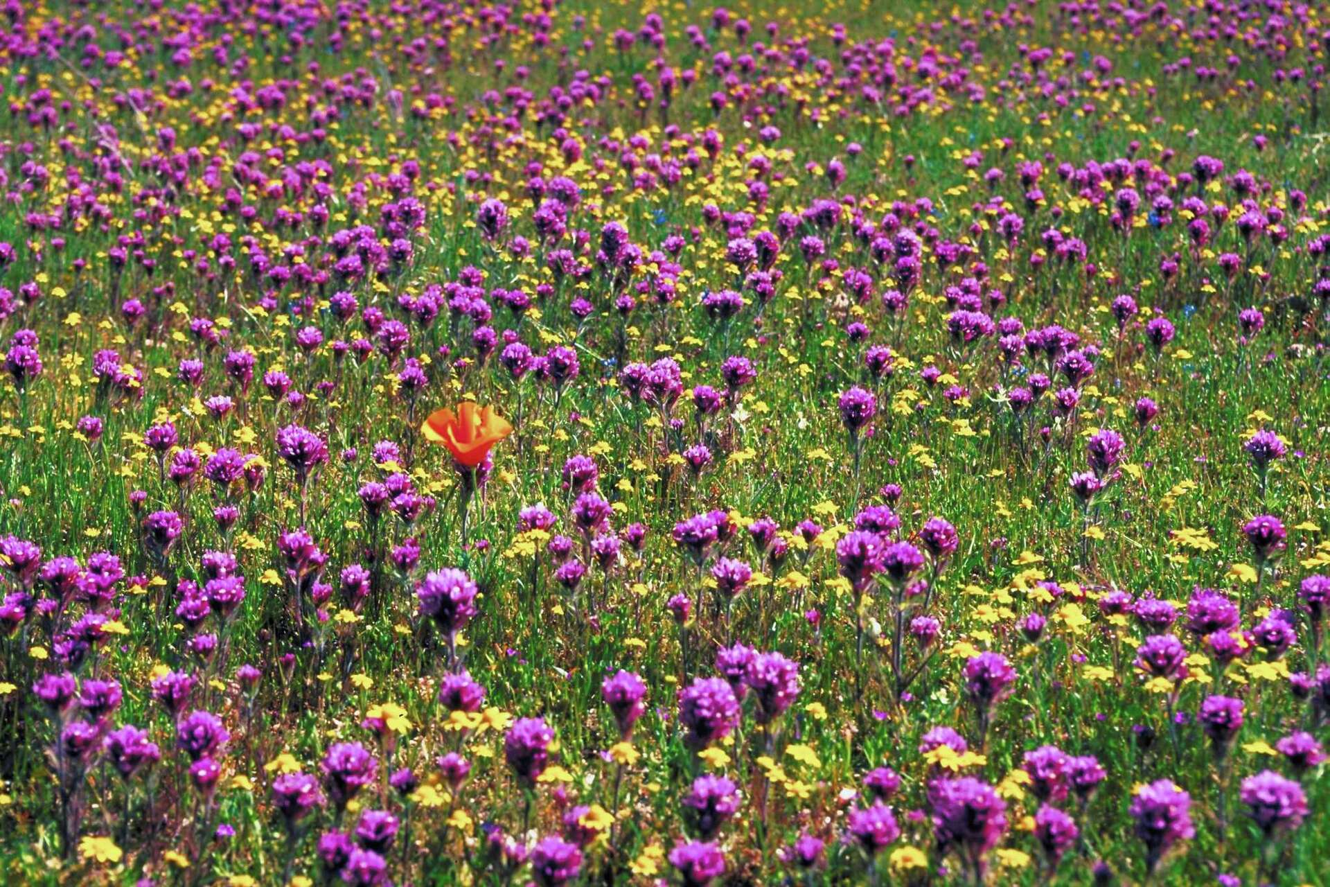 How to Grow Owl's Clover