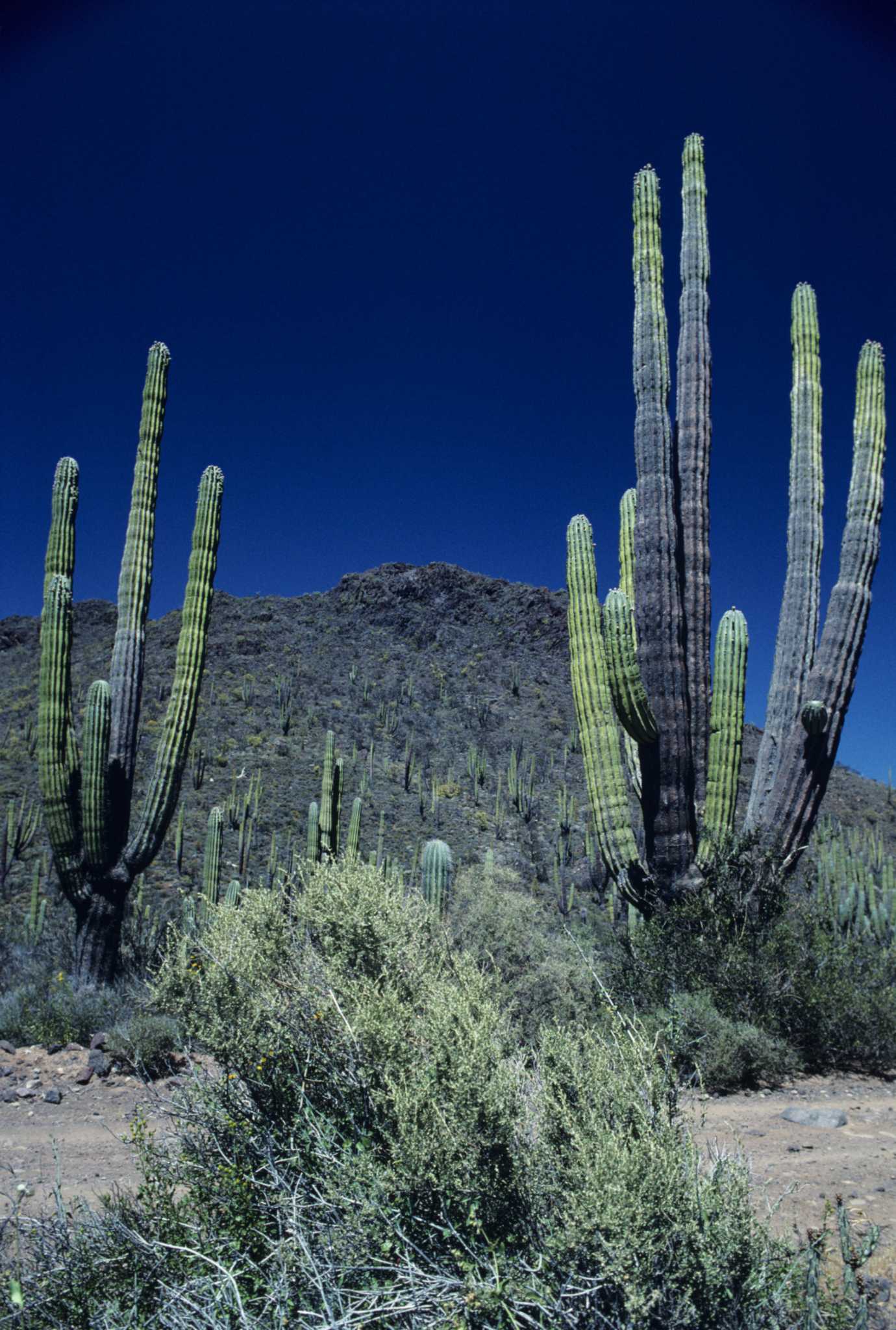 How to Care for a Totem Pole Plant