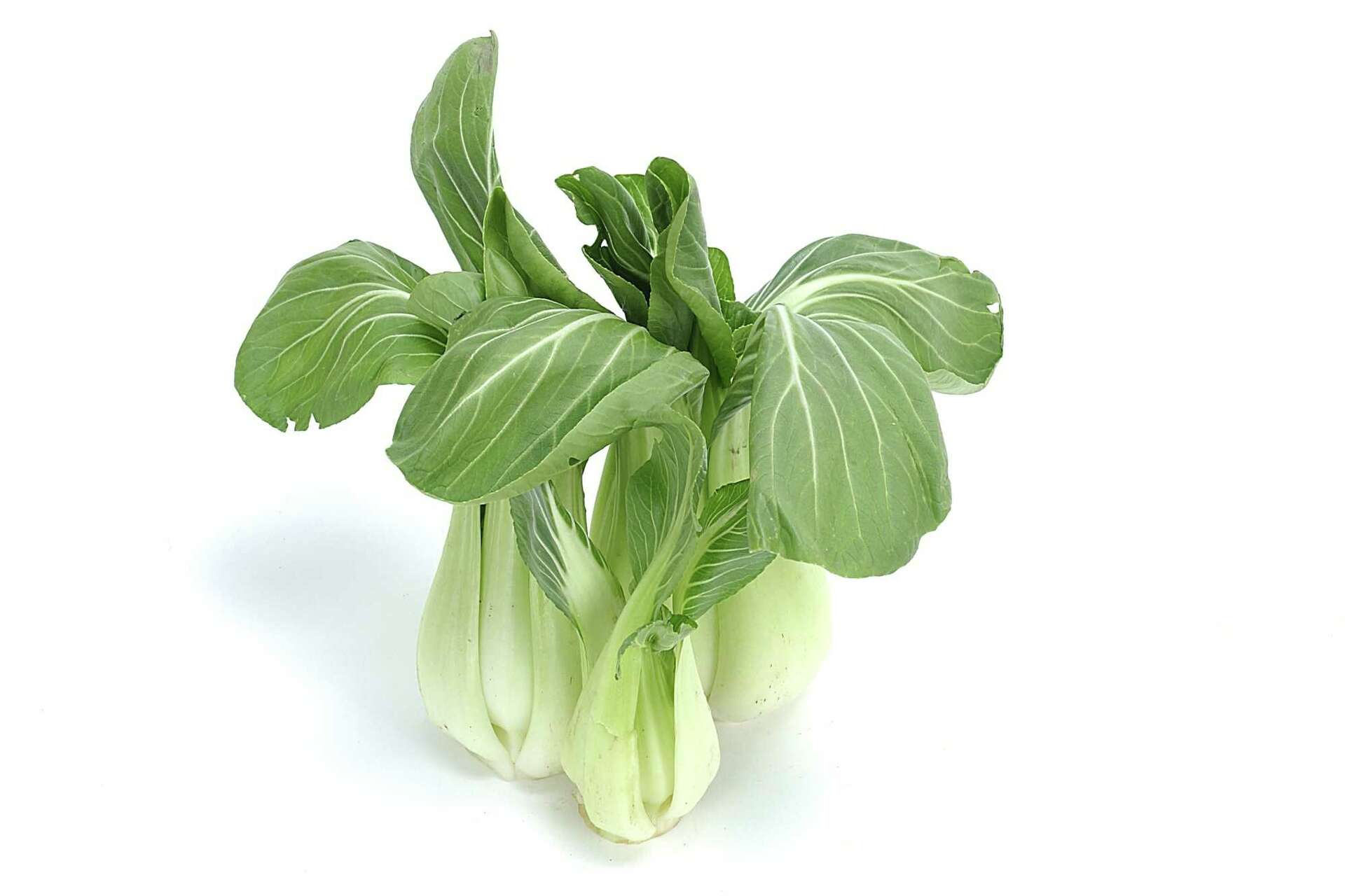 How to Grow Pak Choi
