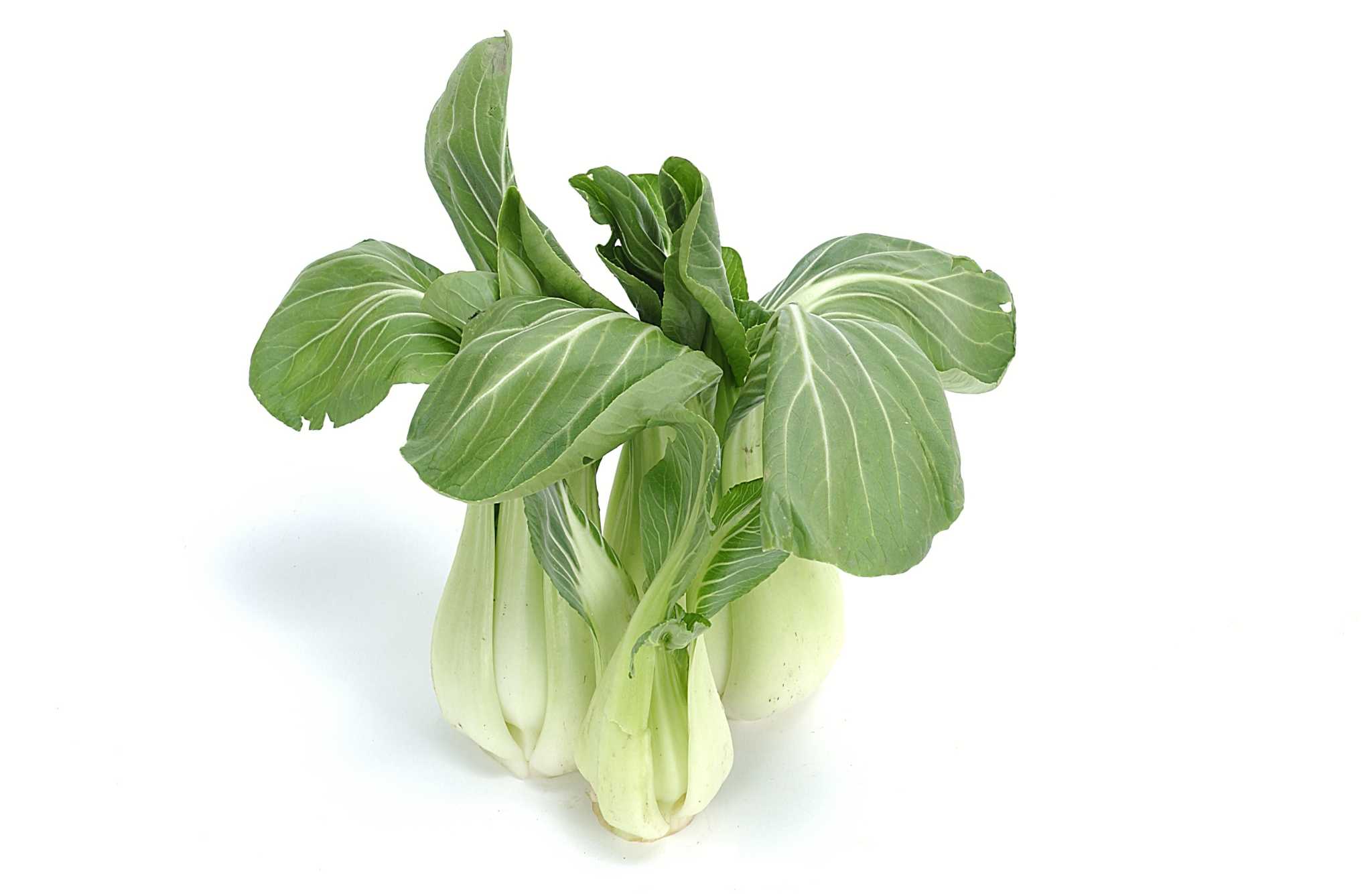 How to Grow Pak Choi