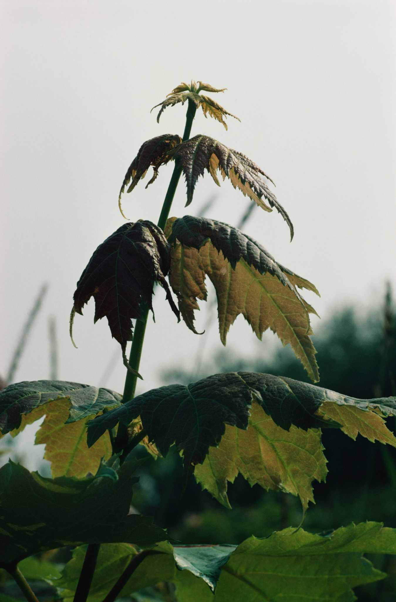Maple Sapling Looks Dead