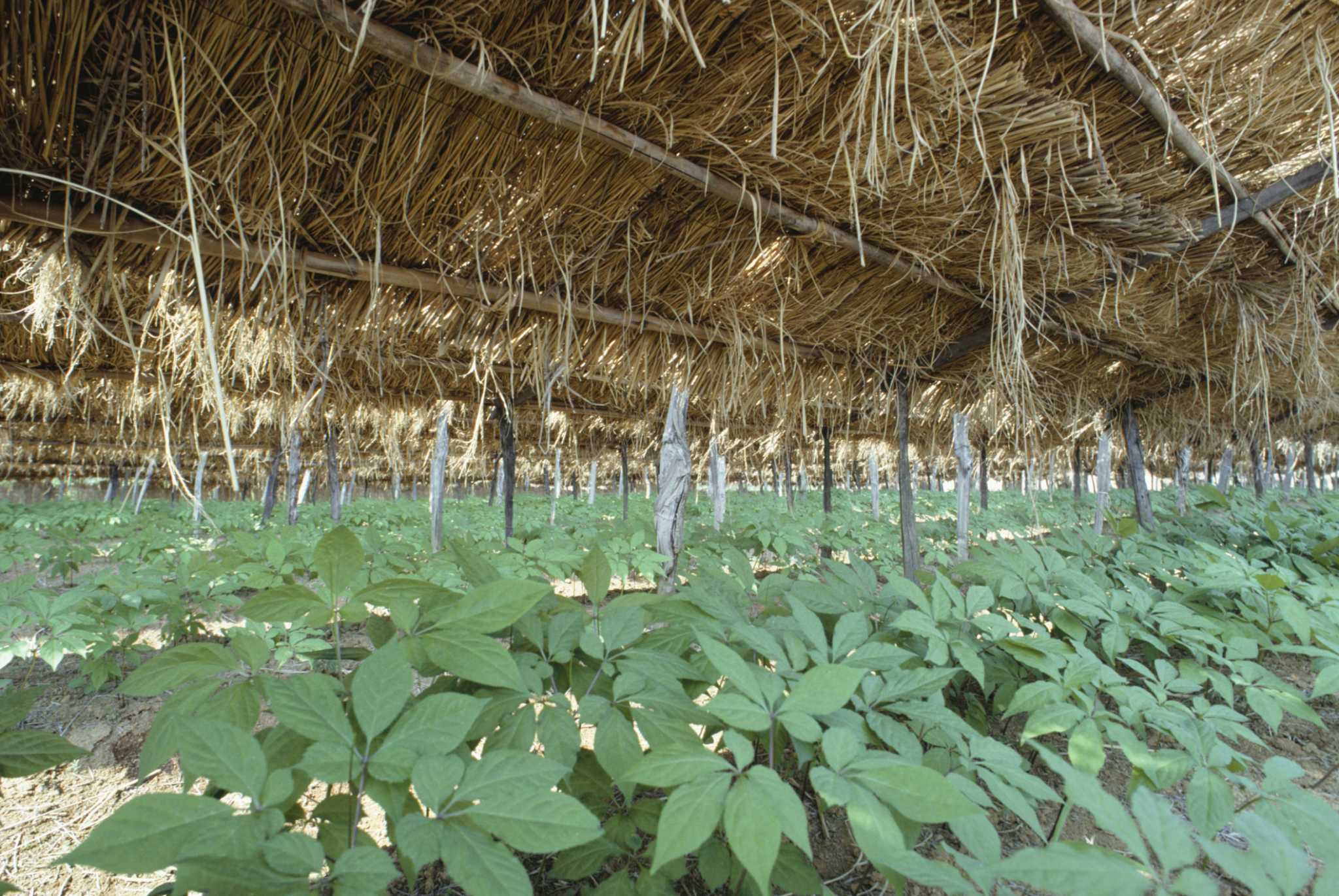 How to Grow Panax Ginseng