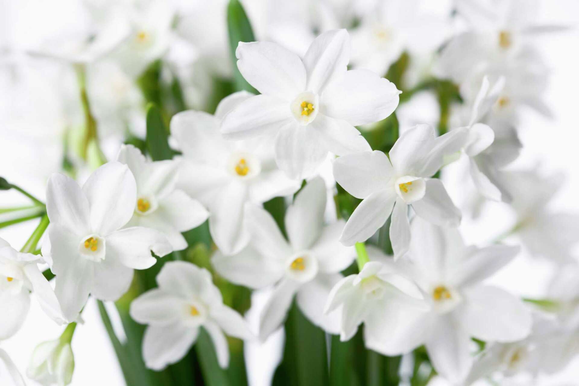 How to Plant Paperwhite Bulbs Outside After Blooming Inside