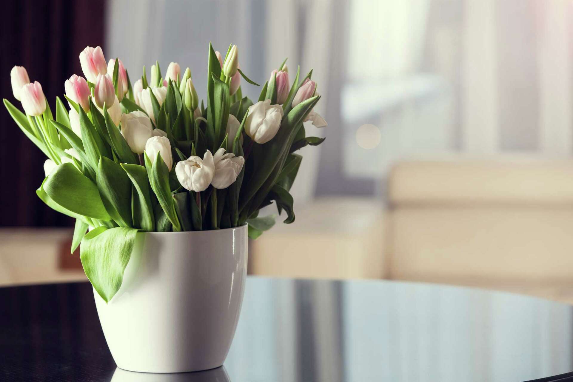 How to Take Care of a Tulip Plant in a Pot