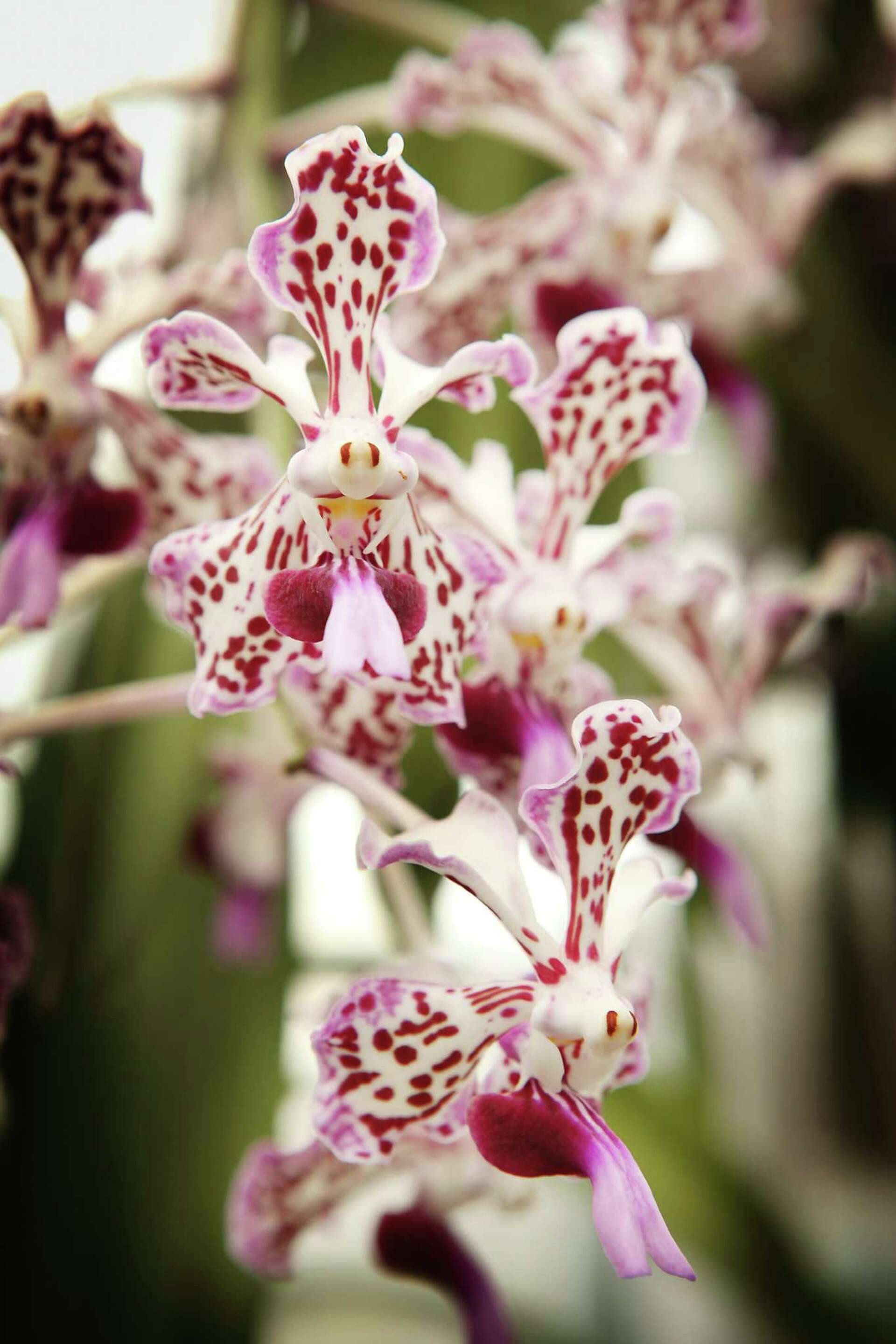 Care of Vanda Orchid Roots