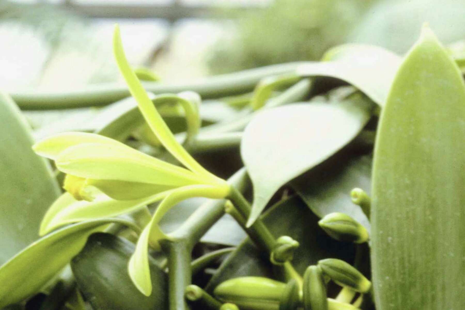 Vanilla Bean Flower Plant